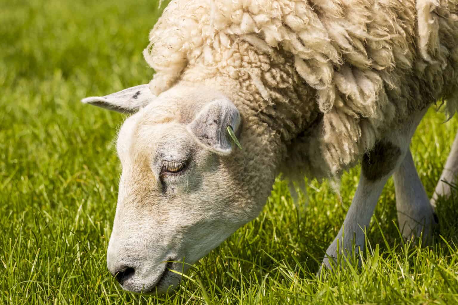 Sheep Poop: Everything You've Ever Wanted to Know - A-Z Animals