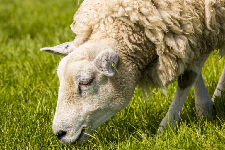 Sheep Poop: Everything You've Ever Wanted to Know - A-Z Animals