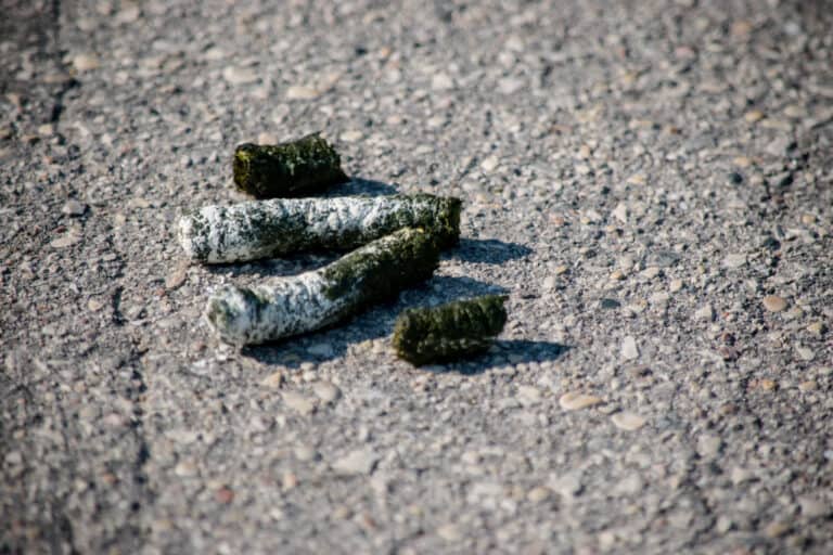 Goose Poop: Everything You've Ever Wanted to Know - A-Z Animals