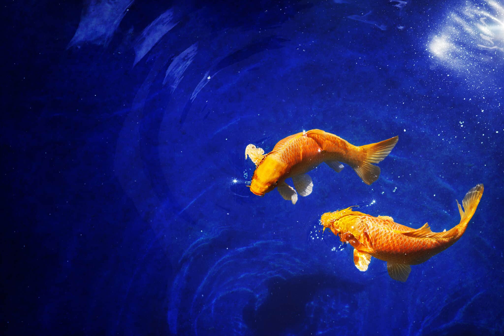 Koi Fish Animal Facts - Cyprinus carpio - A-Z Animals