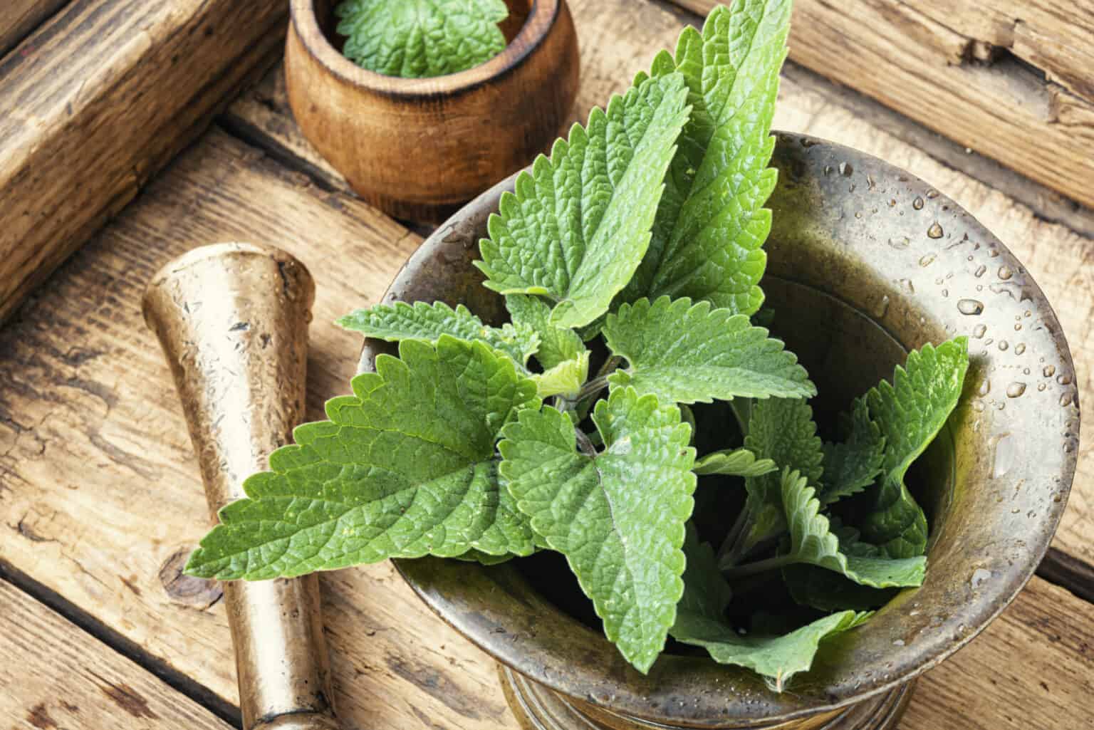 Lemon Balm vs. Lemon Verbena - A-Z Animals