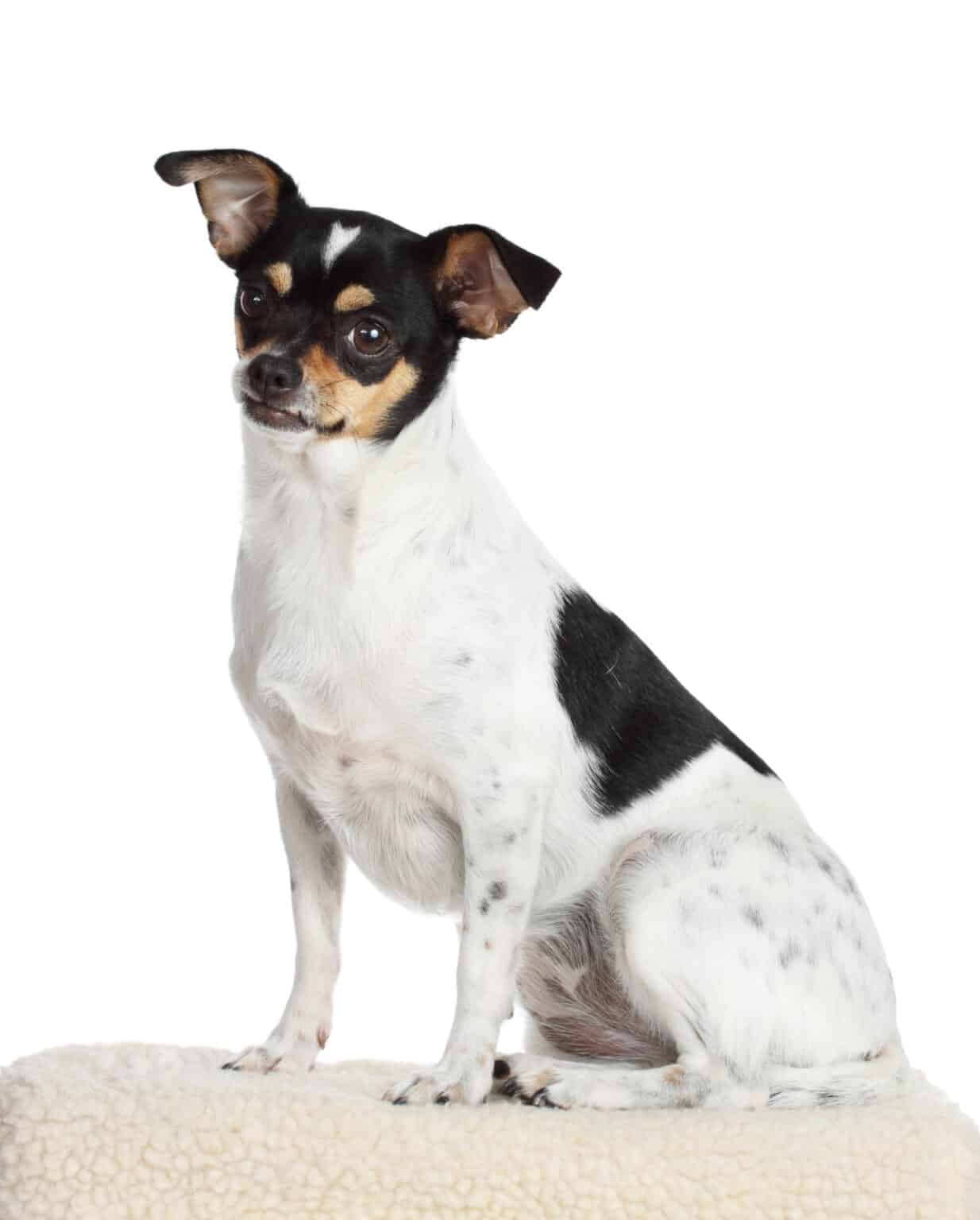 15 Most Lovable Lap Dog Breeds - A-Z Animals