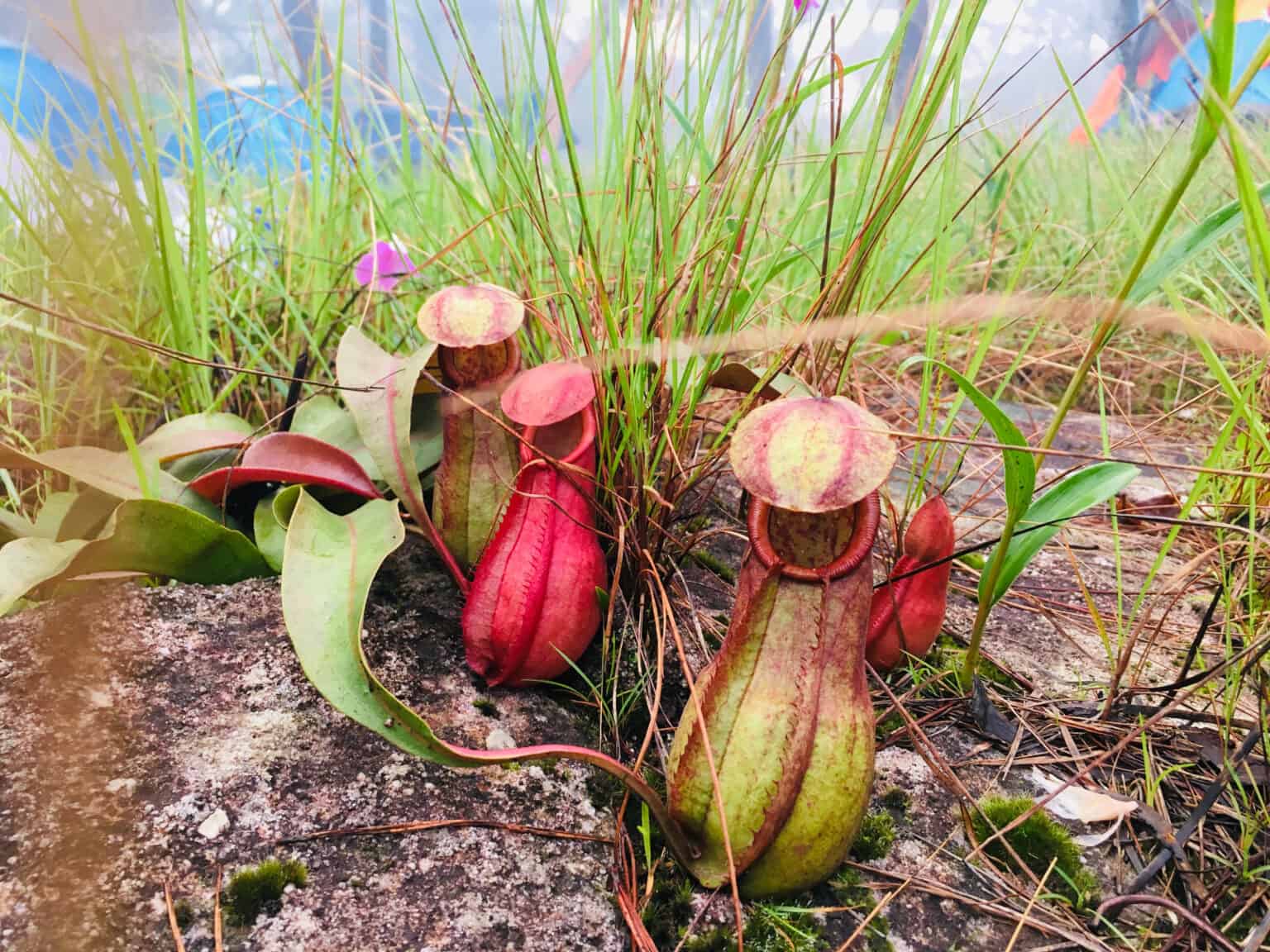 8 Carnivorous Plants That Eat Bugs - A-Z Animals
