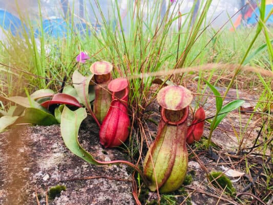 8 Carnivorous Plants That Eat Bugs - A-Z Animals