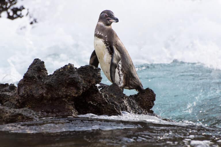 Penguin Bird Facts - Aptenodytes Forsteri - A-Z Animals