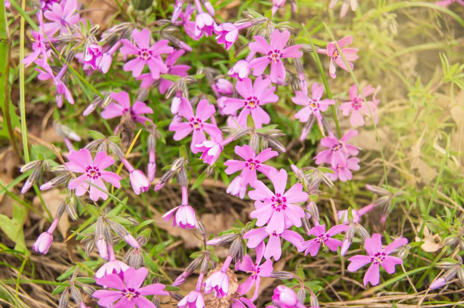 5 Pink Perennial Flowers - A-Z Animals