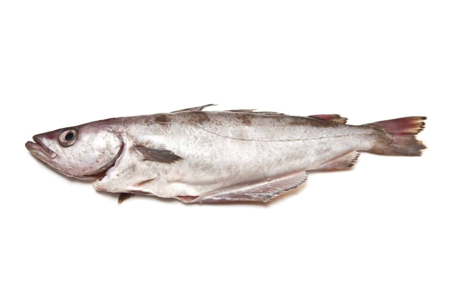 Pollock vs Haddock: What Are The Differences? - A-Z Animals