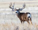 Mule Deer Animal Facts - Odocoileus hemionus - A-Z Animals