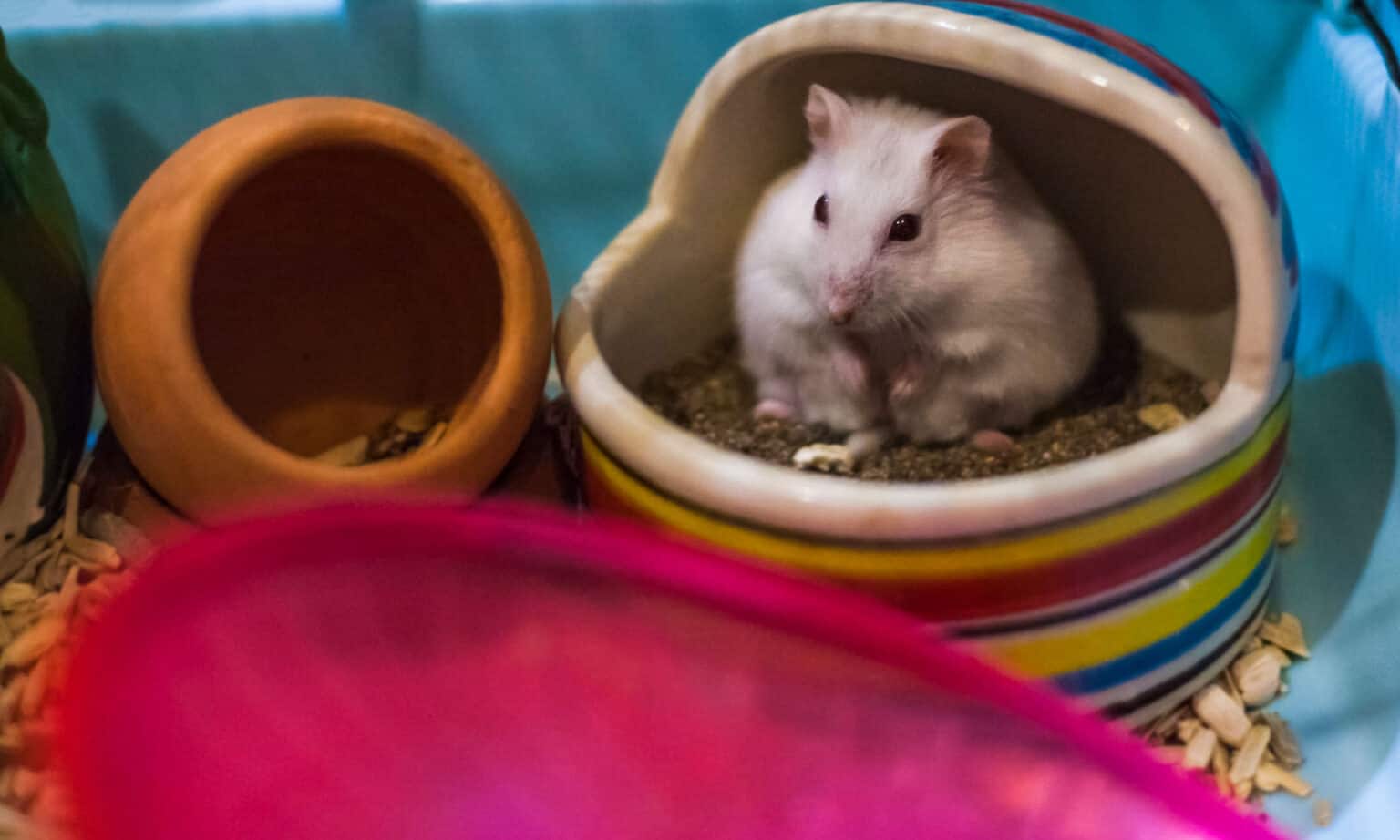 Dwarf Hamster Animal Facts - Cricetulus barabensis - A-Z Animals