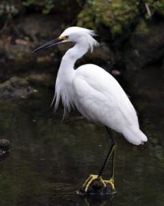 12 Impressive Types of Marsh Birds - A-Z Animals