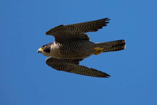 Falcon vs. Hawk: 8 Main Differences Explained - A-Z Animals