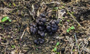 Pig Poop: Everything You've Ever Wanted to Know - A-Z Animals