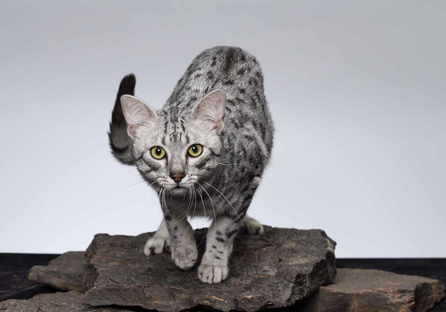 Egyptian Mau Cat Breed Complete Guide - A-Z Animals