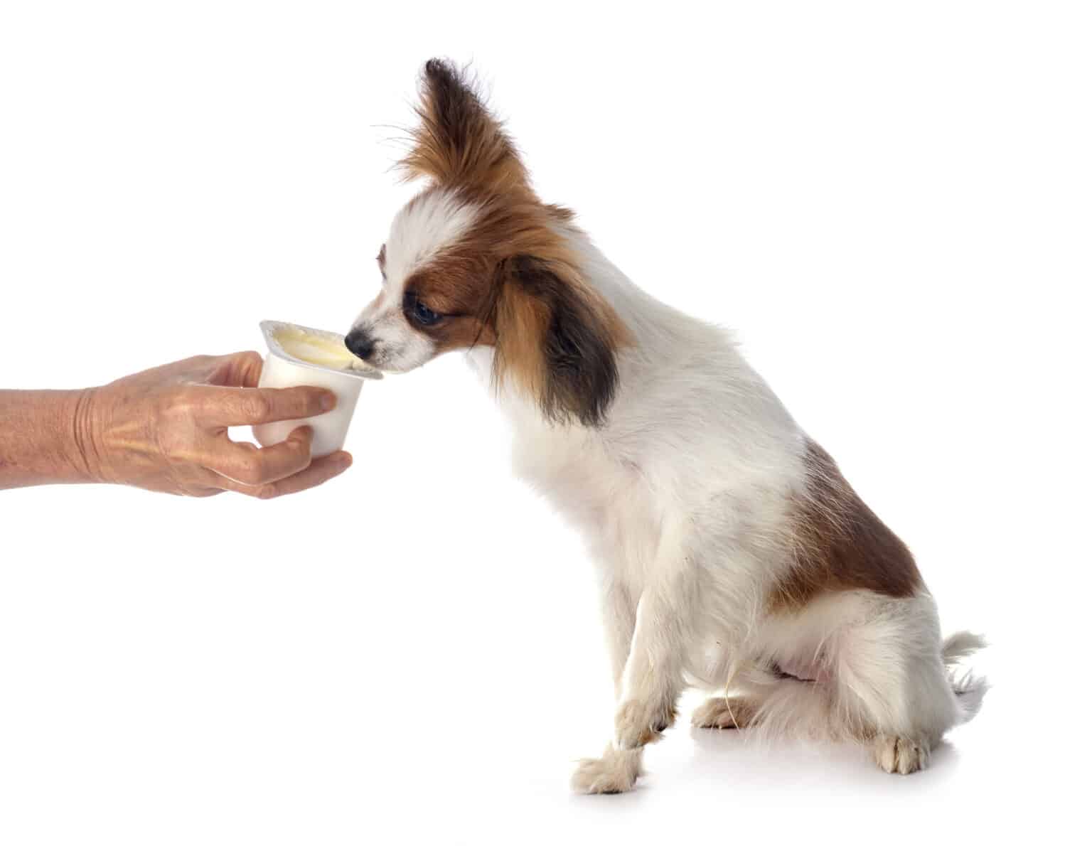 Papillon Animal Facts - Canis lupus familiaris - A-Z Animals