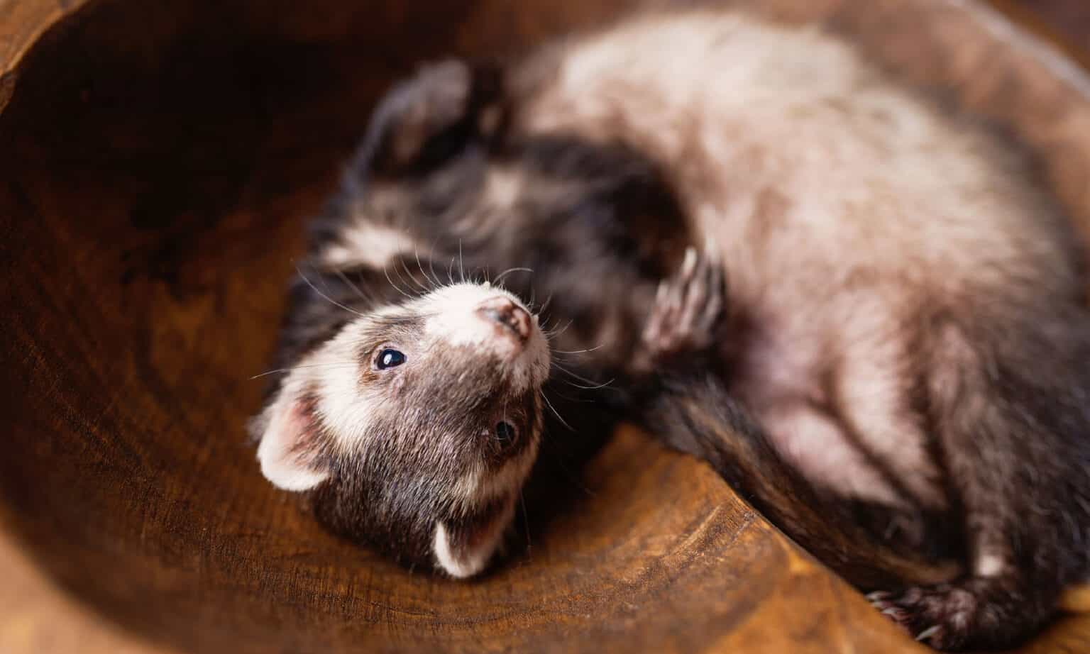 Sable Ferret Animal Facts - Mustela furo - A-Z Animals
