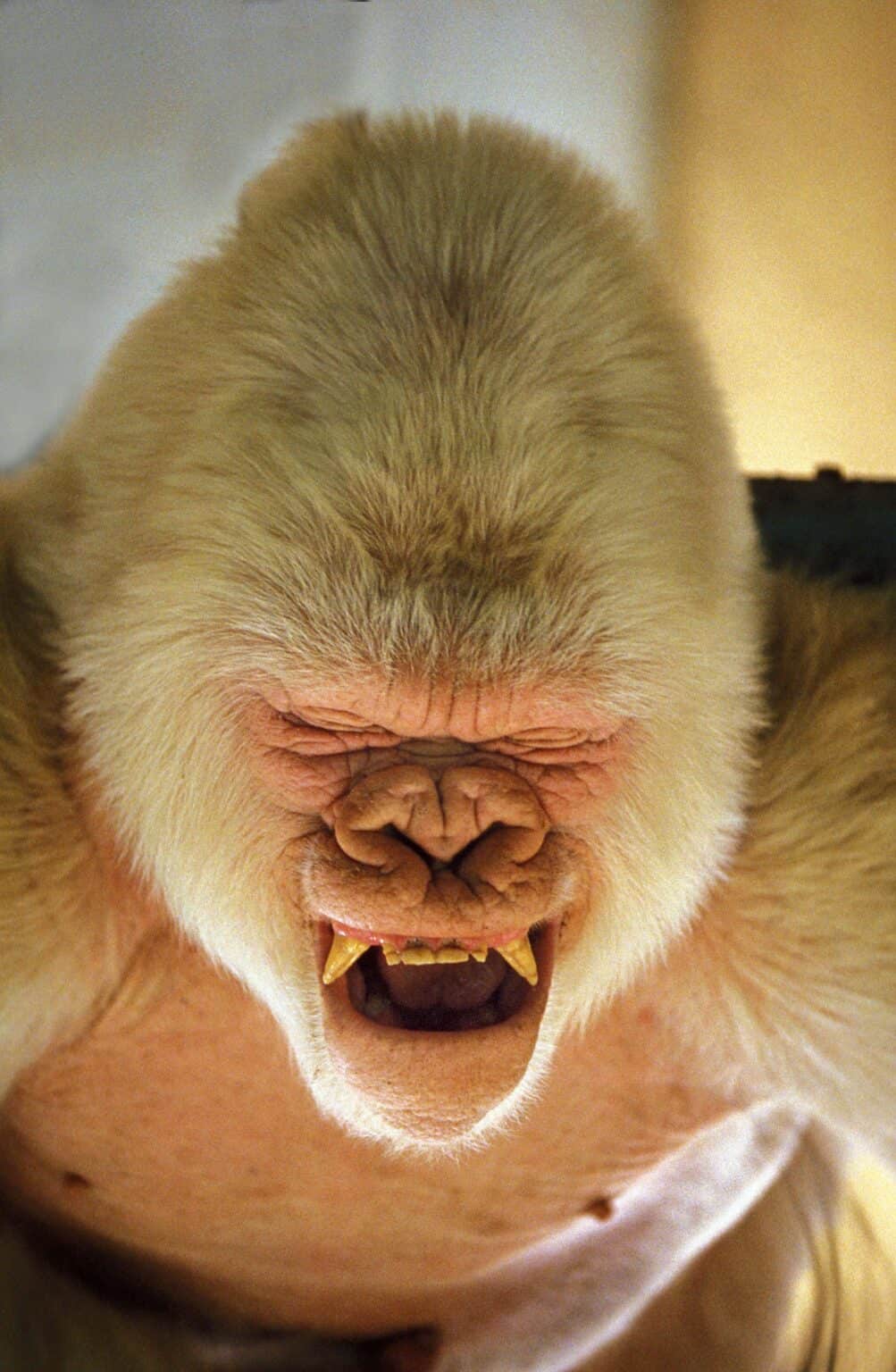 Albino Monkeys: How Common Are White Monkeys and Why Does It Happen ...