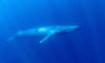 Blue Whale Poop: Everything You've Ever Wanted to Know - A-Z Animals