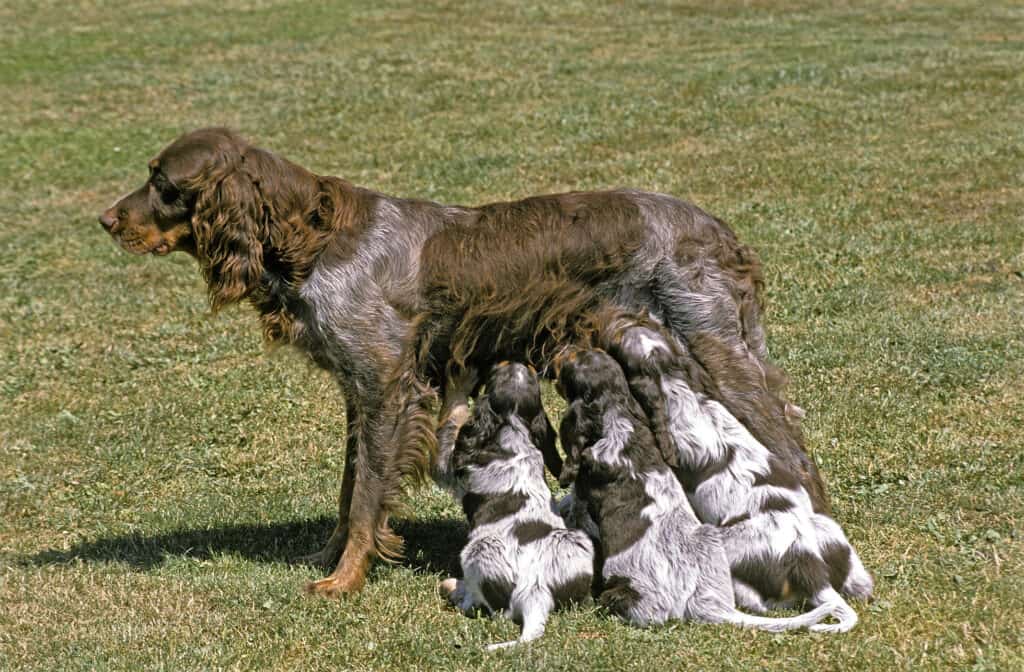 Picardy Spaniel Animal Pictures | A-Z Animals