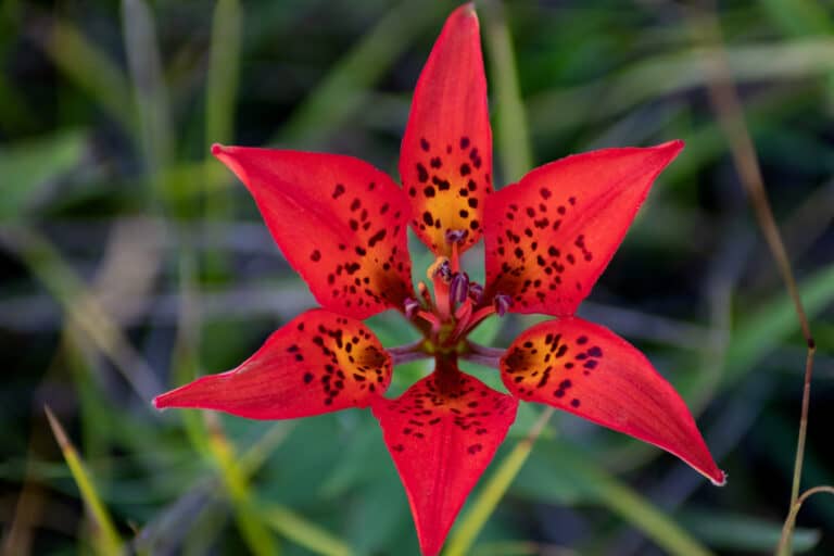 10 Fun and Amazing Facts That Make Lilies Unlike Any Other Flower - A-Z ...