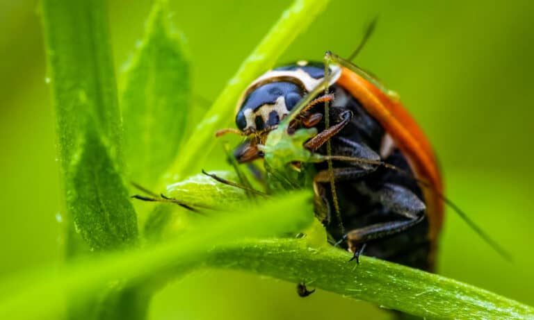 Ladybug Poop: Everything You've Ever Wanted to Know - A-Z Animals