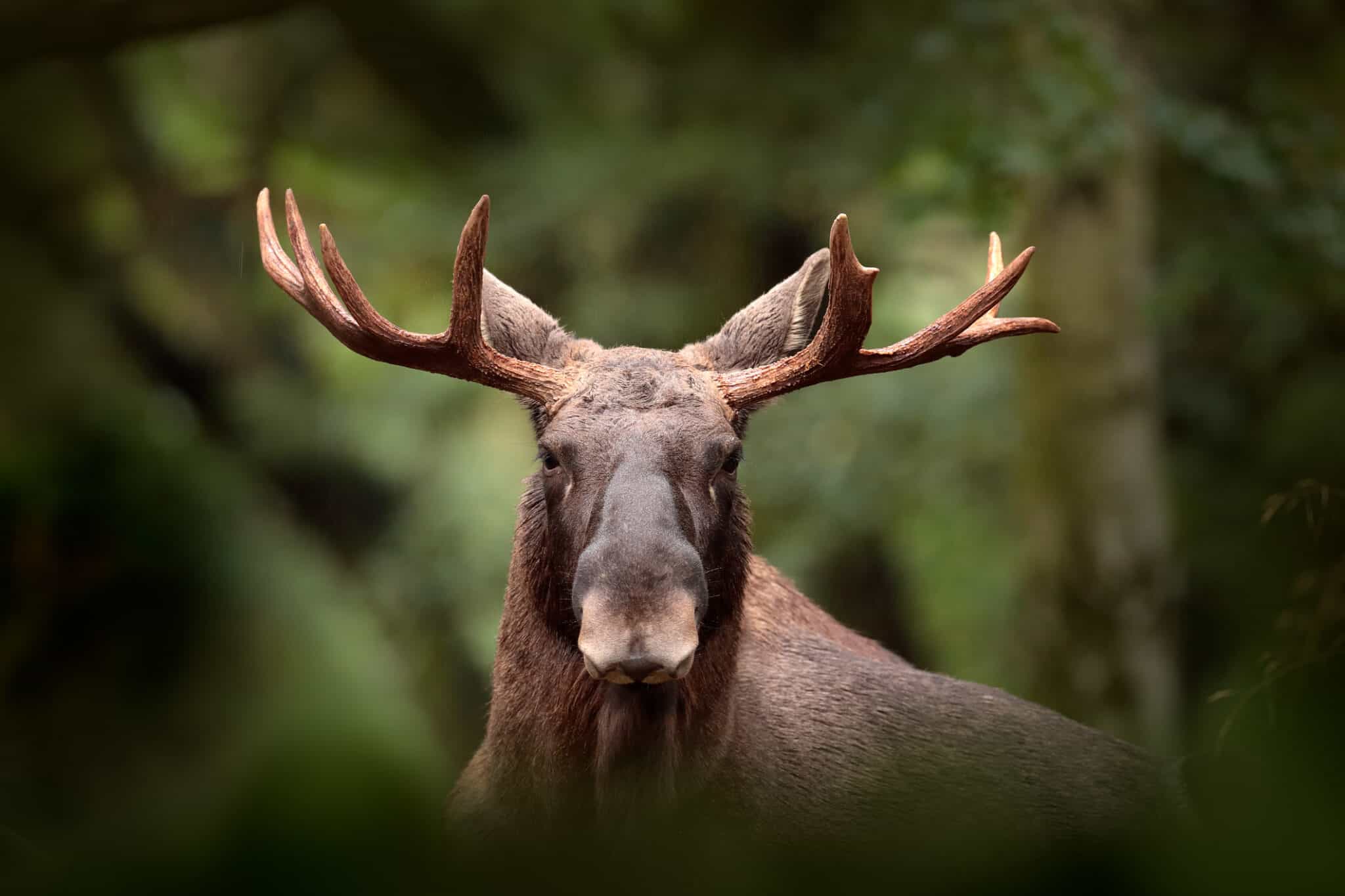 What Is the Global Moose Population? - A-Z Animals Slideshows