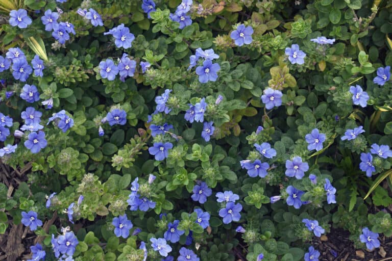 30 Beautiful Types of Blue Wildflowers - A-Z Animals