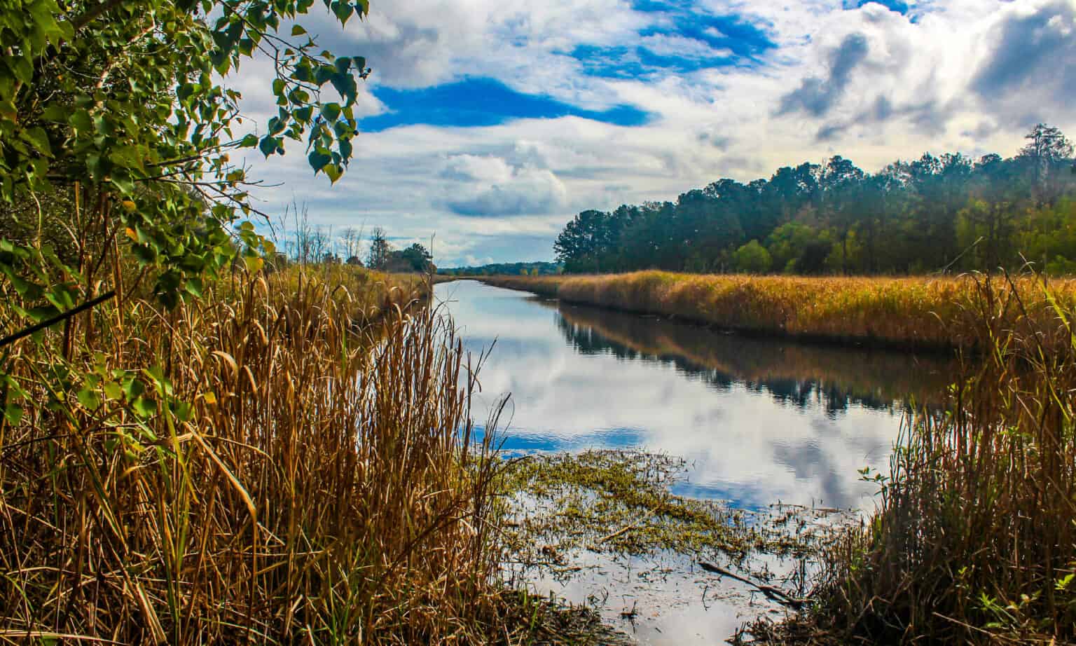 South Carolina's 10 Best Bird Watching Spots This Summer - A-Z Animals