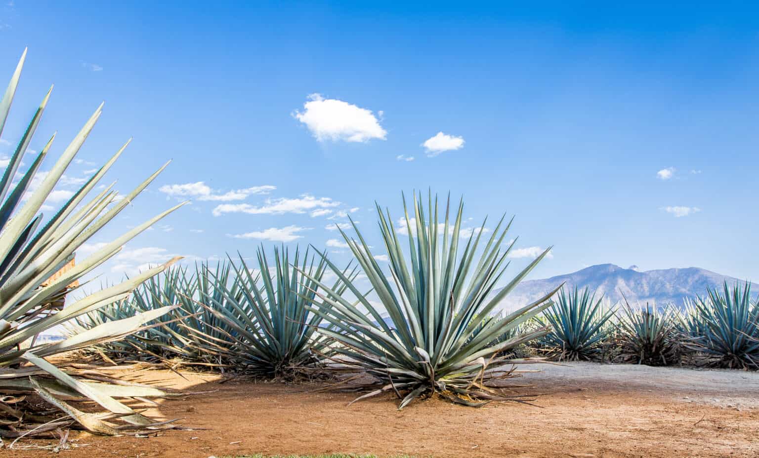 Agave Plant 101: Everything You Need to Know - A-Z Animals