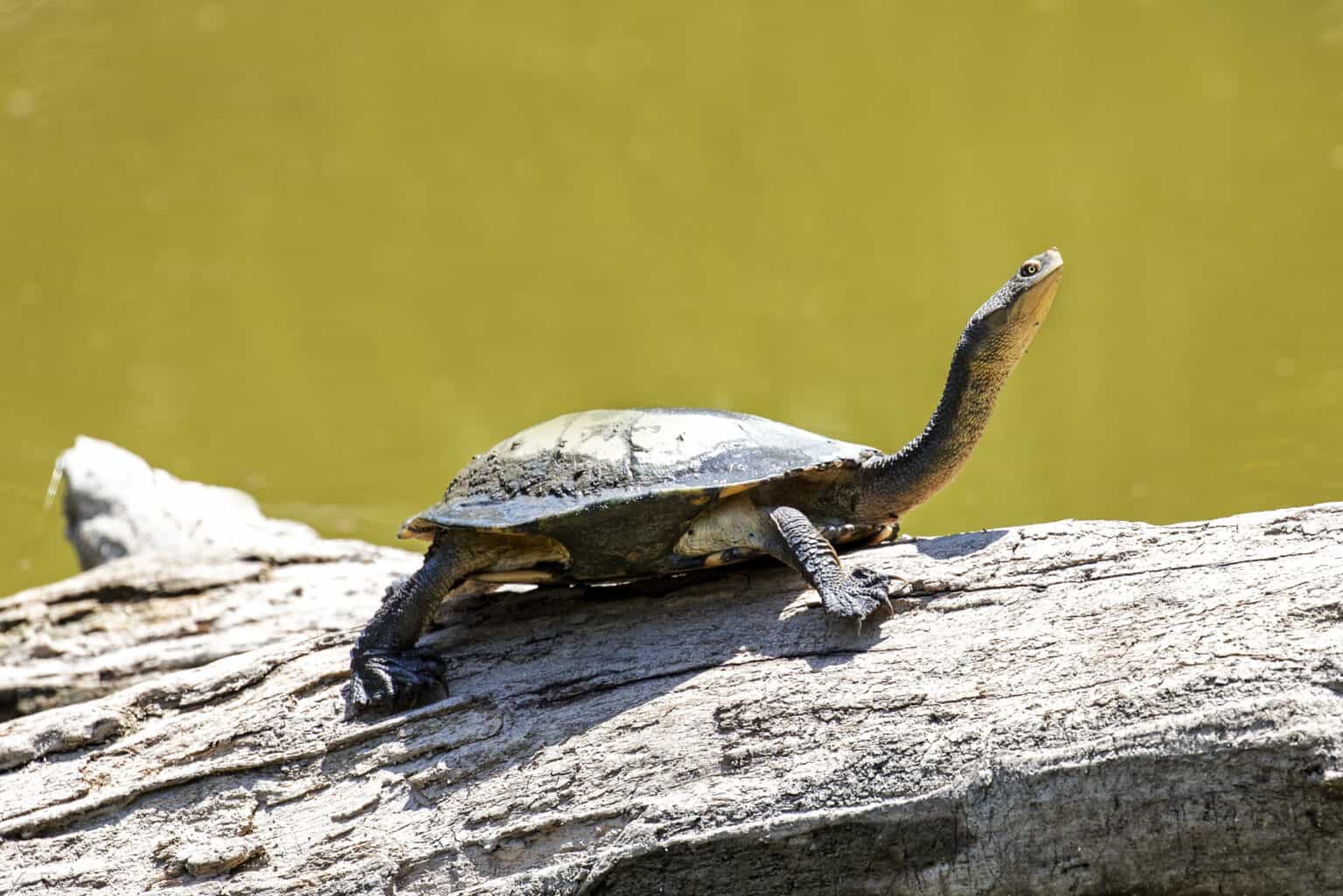 15 Awesome Turtles in Australia - A-Z Animals