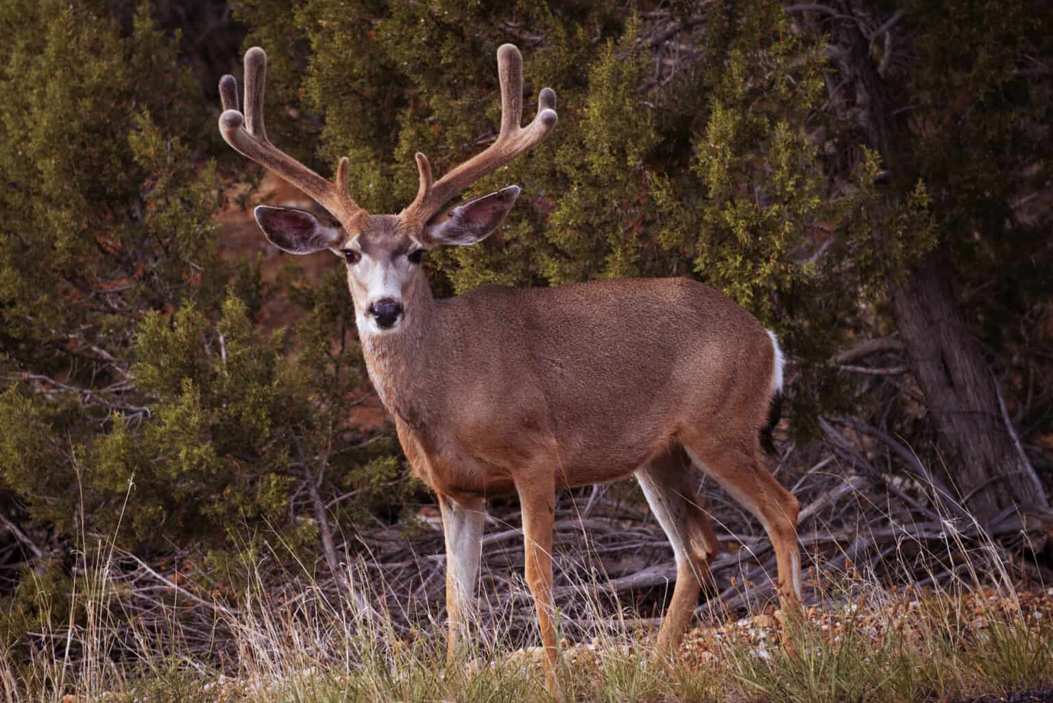 Deer Animal Facts - Odocoileus virginiana - A-Z Animals