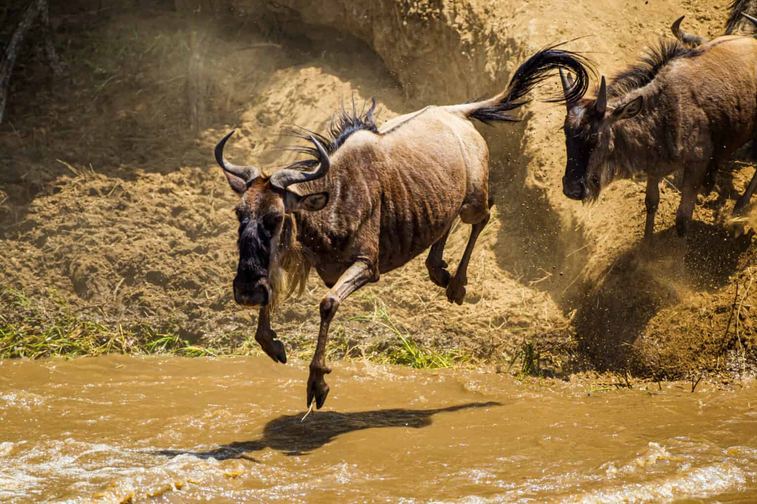 Wildebeest Animal Facts - Connochaetes Taurinus - A-Z Animals