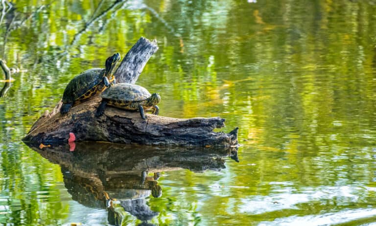 How Smart Are Turtles? Everything We Know About Their Intelligence - A ...