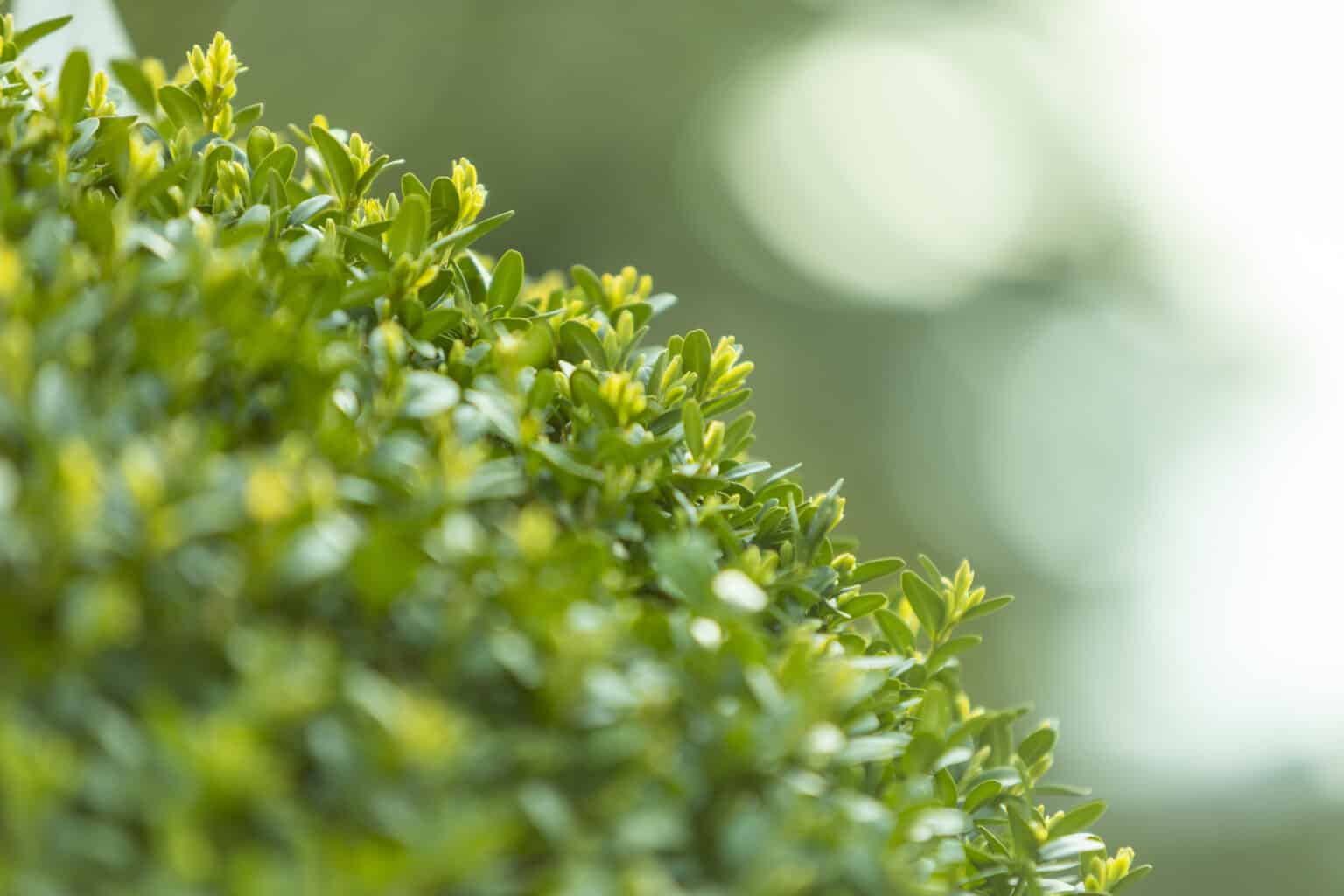 Soft Touch Holly vs Boxwood: What Are The Differences? - A-Z Animals