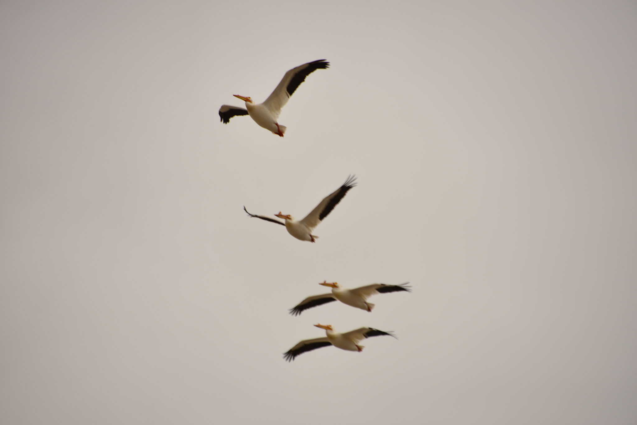 Discover 21 Incredible Birds That Start With S - A-Z Animals