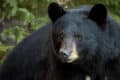 Discover Why Arkansas Is Called "the Natural State" - A-Z Animals