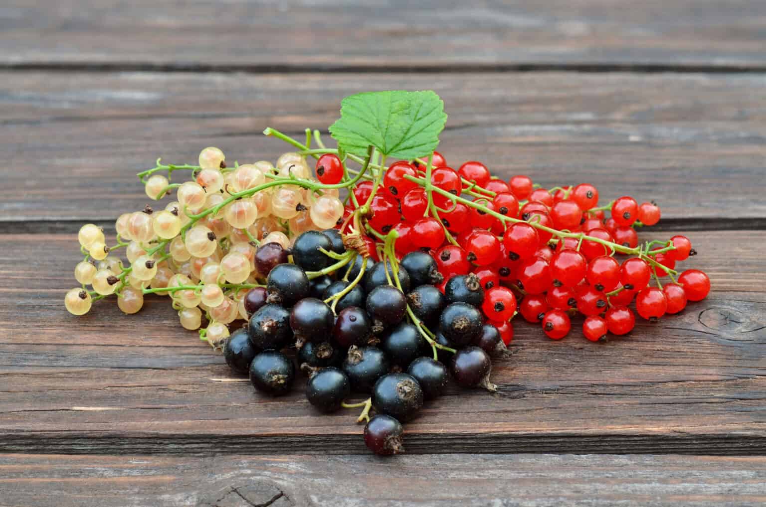 Gooseberry vs. Currant: What Is the Difference? - A-Z Animals