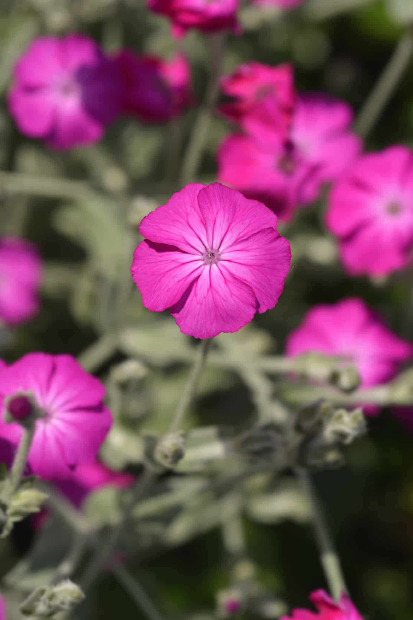 16 Beautiful Flowers That Start With L - A-Z Animals