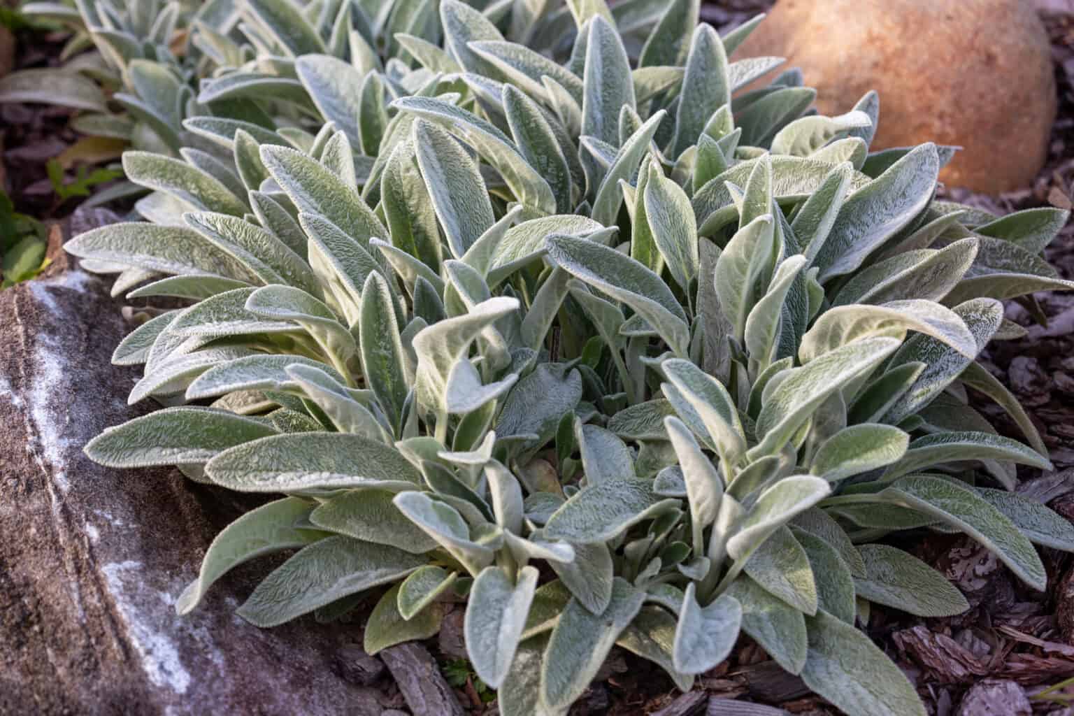 13 Plants That Repel and Keep Deer Away - A-Z Animals