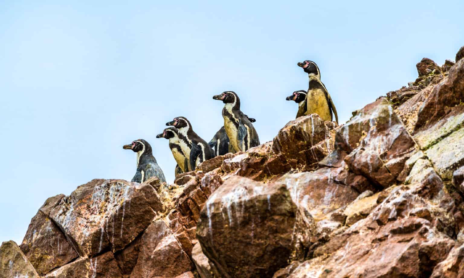 Penguin Poop: Everything You've Ever Wanted to Know - A-Z Animals