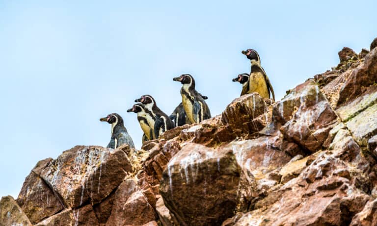 Penguin Poop: Everything You've Ever Wanted to Know - A-Z Animals