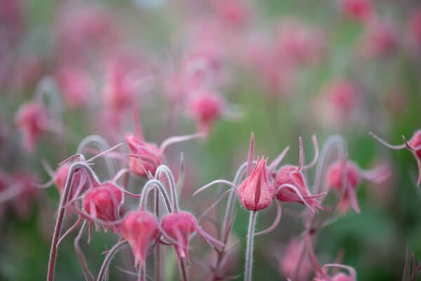 23 Beautiful Types of Red Wildflowers - A-Z Animals