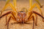 20 Animals That Live Under Rocks - A-Z Animals