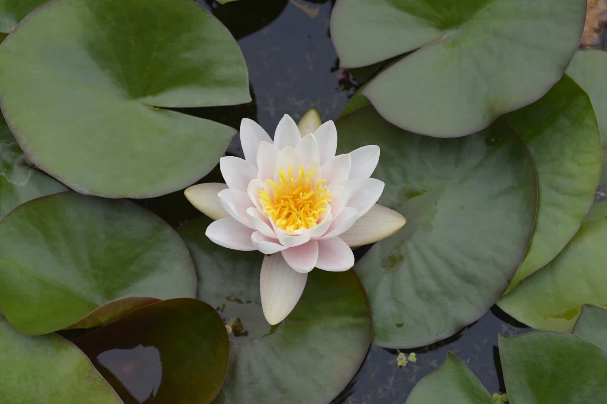 Water Lily: Meaning, Symbolism, and Proper Occasions - A-Z Animals