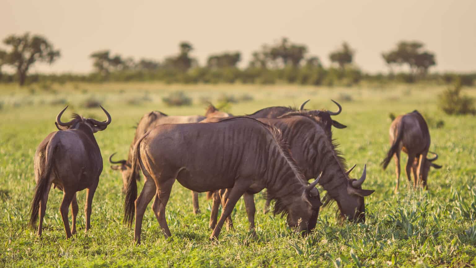 Millions of Migrating Wildebeests Are Powering One of the World’s ...