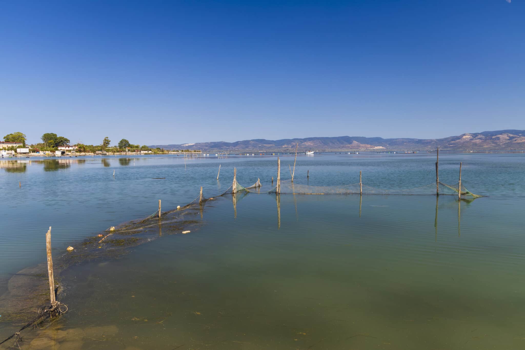 Gharial Animal Facts - Gavialis gangeticus - A-Z Animals