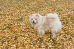 Chow Chow Lifespan: How Long Do Chow Chows Live? - A-Z Animals