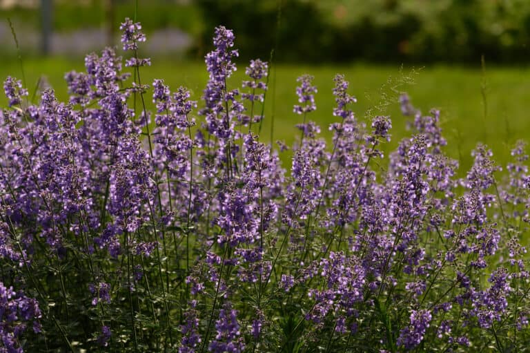 Silver vine vs Catnip: What Are The Differences? - A-Z Animals