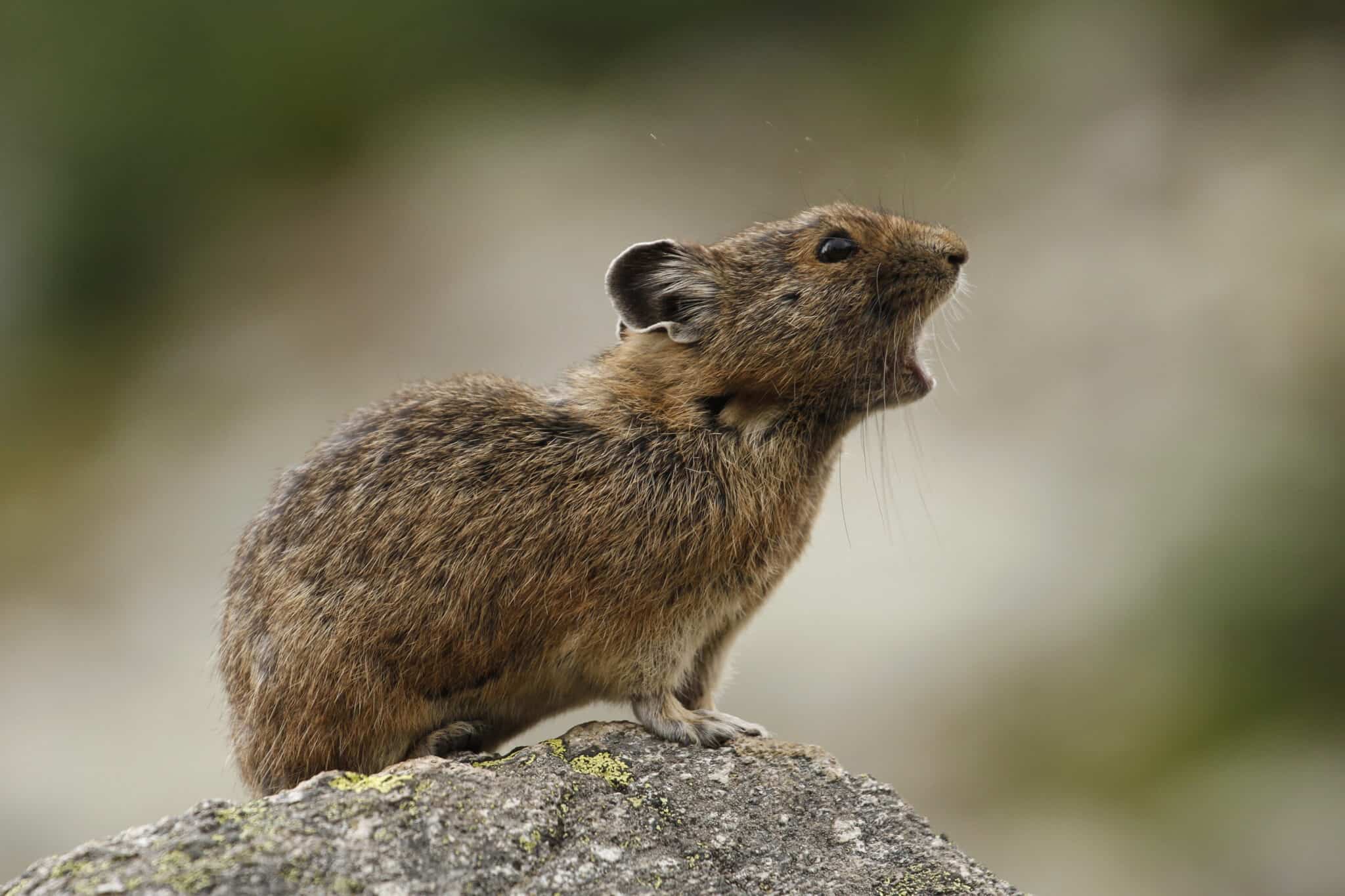 10 Essential Facts About Pikas - A-Z Animals