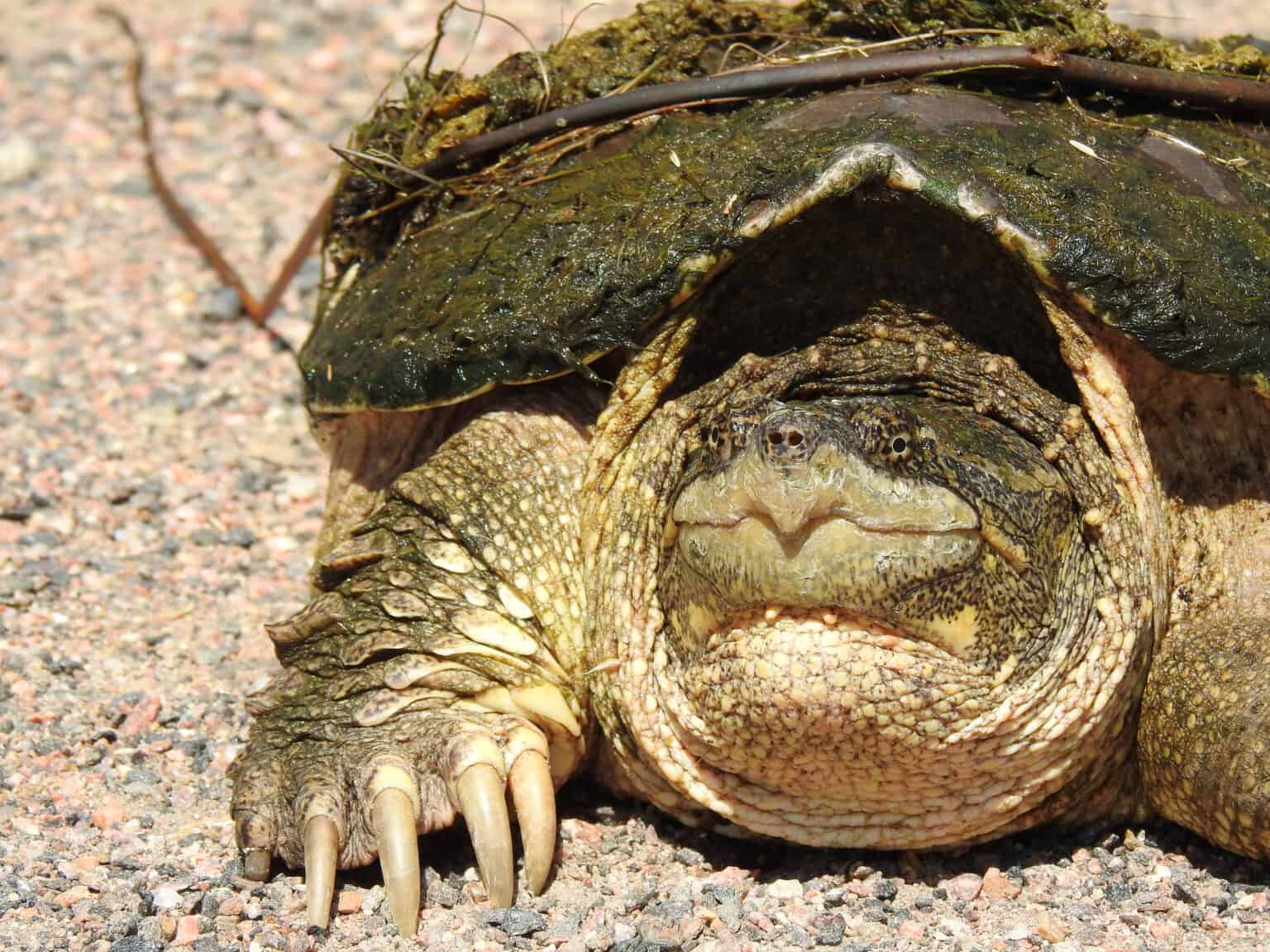 Snapping Turtle Animal Facts - Chelydridae - A-Z Animals