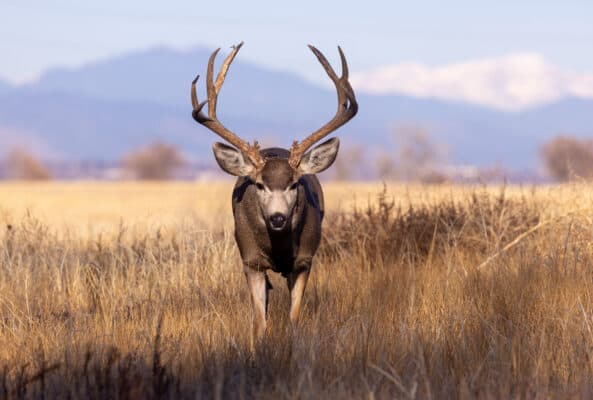 Deer Season in California - A-Z Animals